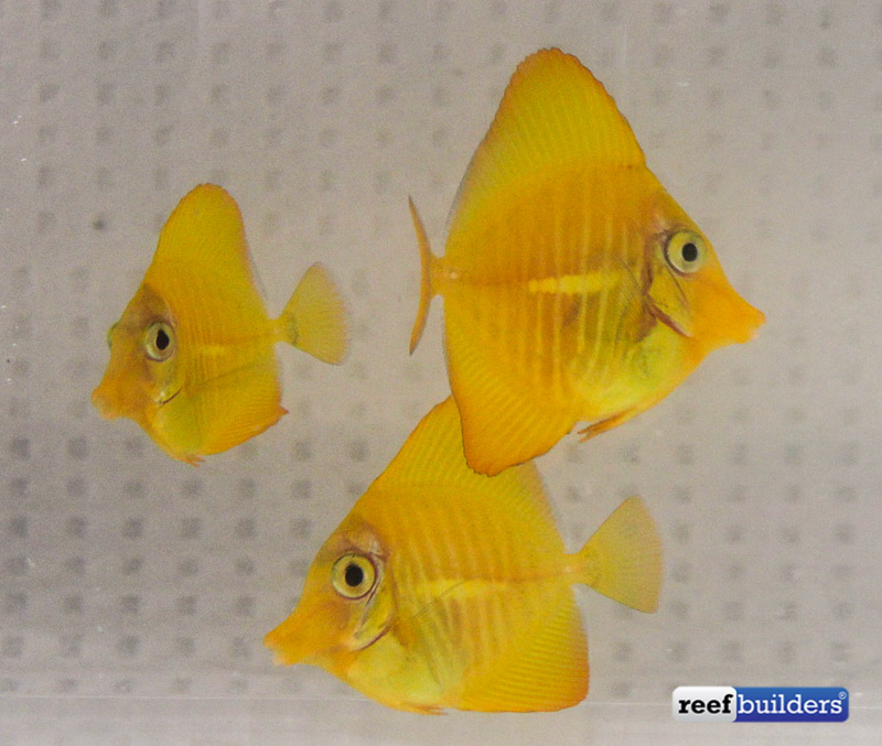 An update on the captive bred yellow tang | Reef Builders | The Reef ...