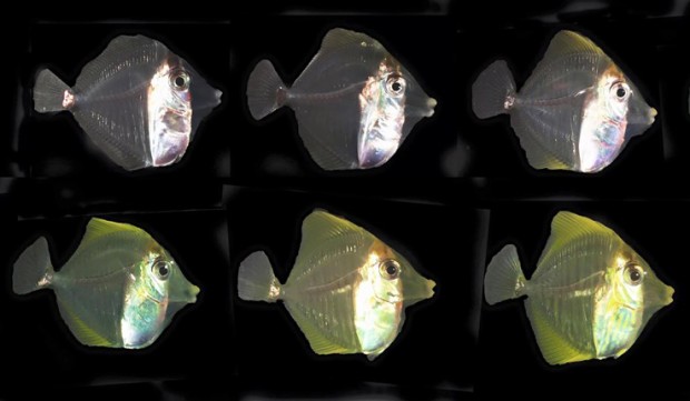 An update on the captive bred yellow tang | Reef Builders | The Reef ...