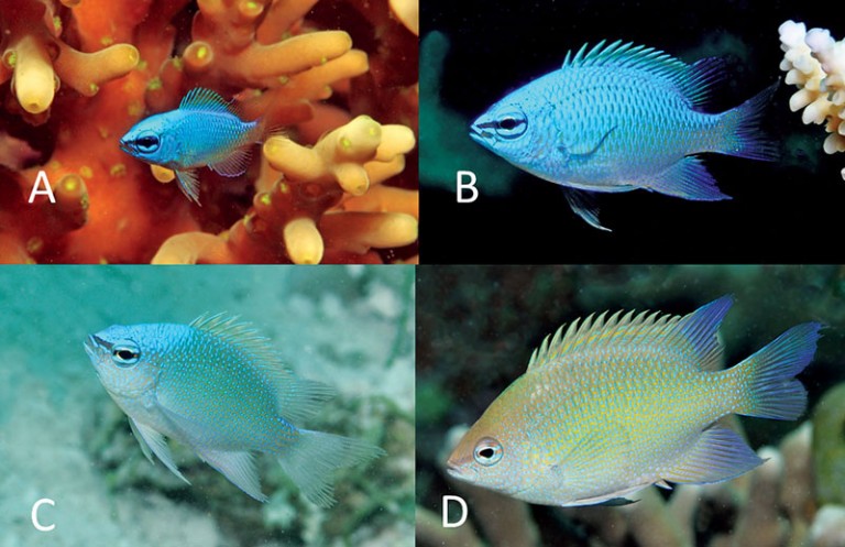 Chrysiptera papuensis, C. ellenae & C. maurineae - three new damselfish ...
