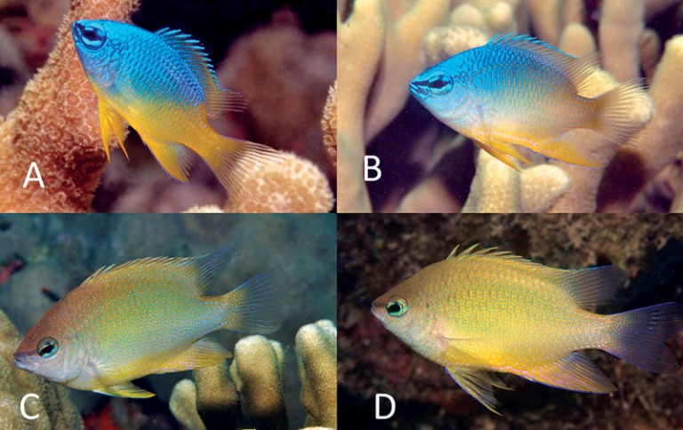 Chrysiptera papuensis, C. ellenae & C. maurineae - three new damselfish ...