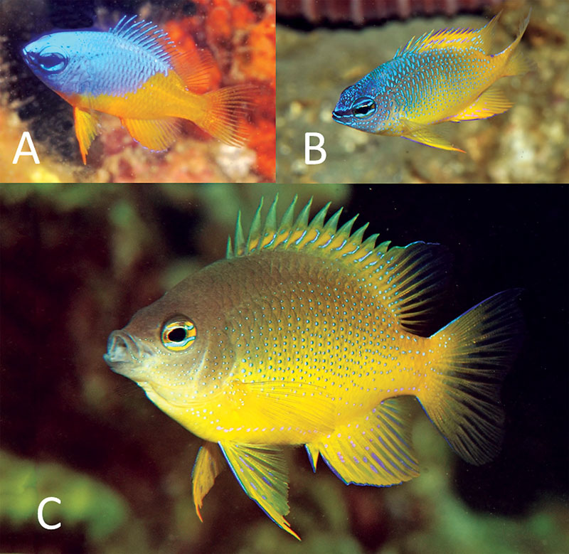 Chrysiptera papuensis, C. ellenae & C. maurineae - three new damselfish ...