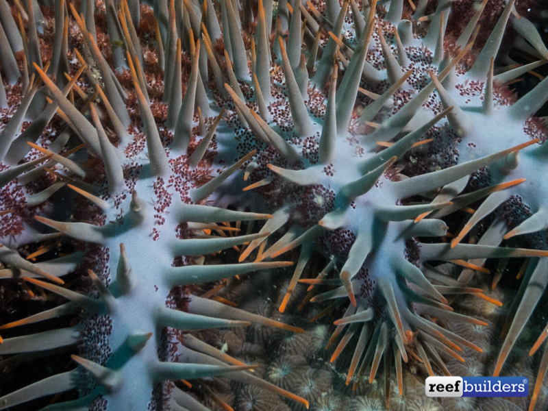 What you should know about the Crown-of-Thorns starfish | Reef Builders ...