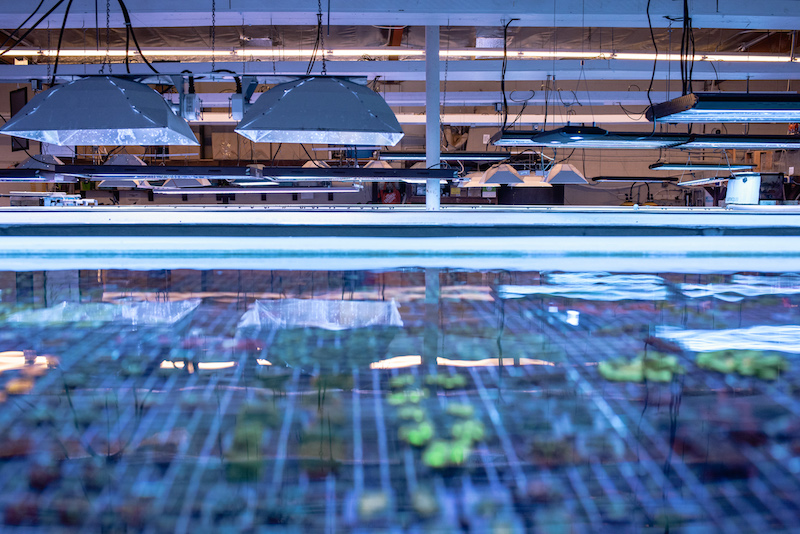 The Unique Corals ’experience’ | Reef Builders | The Reef and Saltwater ...