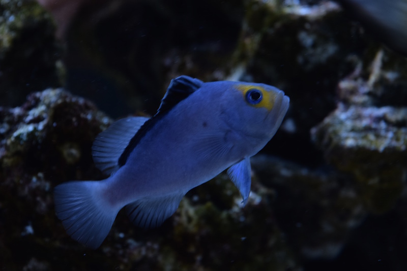 Diploprion drachi, the Drachi soapfish from the Red Sea | Reef Builders ...