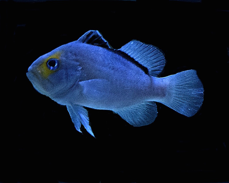 Diploprion drachi, the Drachi soapfish from the Red Sea | Reef Builders ...