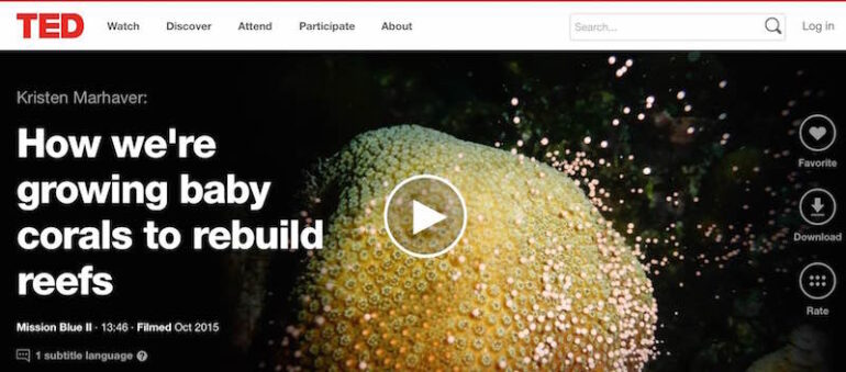 Kristen Marhaver’s TED Talk on reef-building with baby corals | Reef ...