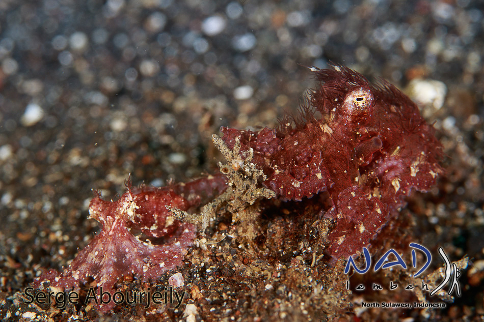 The tiny Hairy Octopus is an irresistible puffball of cuteness | Reef ...