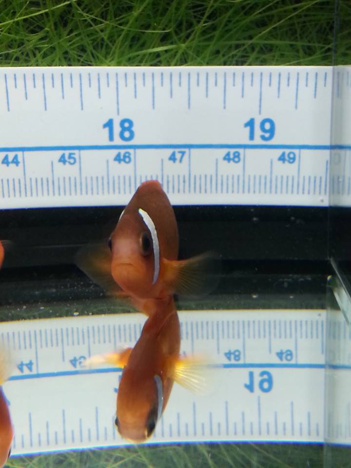 Introducing the Split Face Clownfish, a Fire X Barberi Clownfish Hybrid ...
