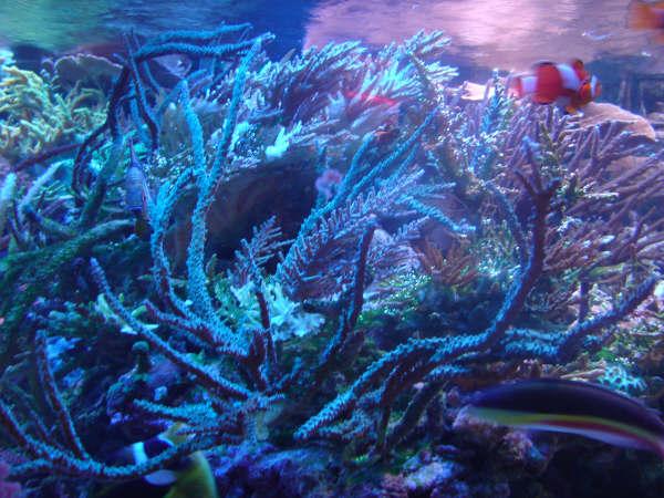 Longevity in the coral reef aquarium | Reef Builders | The Reef and ...
