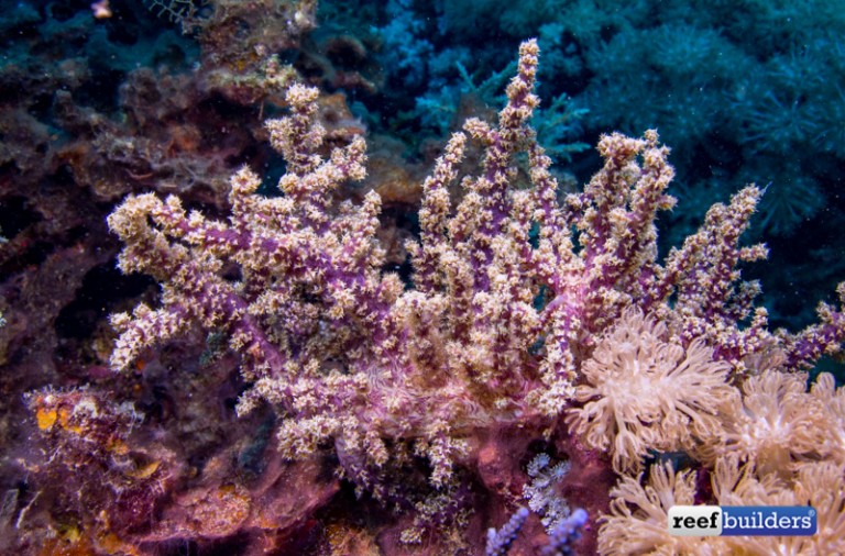 Stereonephthya, portrait of an uncommon soft coral | Reef Builders ...