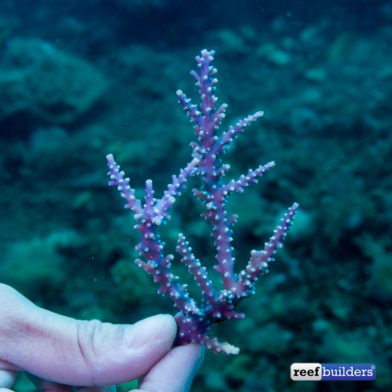 Acropora horrida wows us with a green tip version | Reef Builders | The ...
