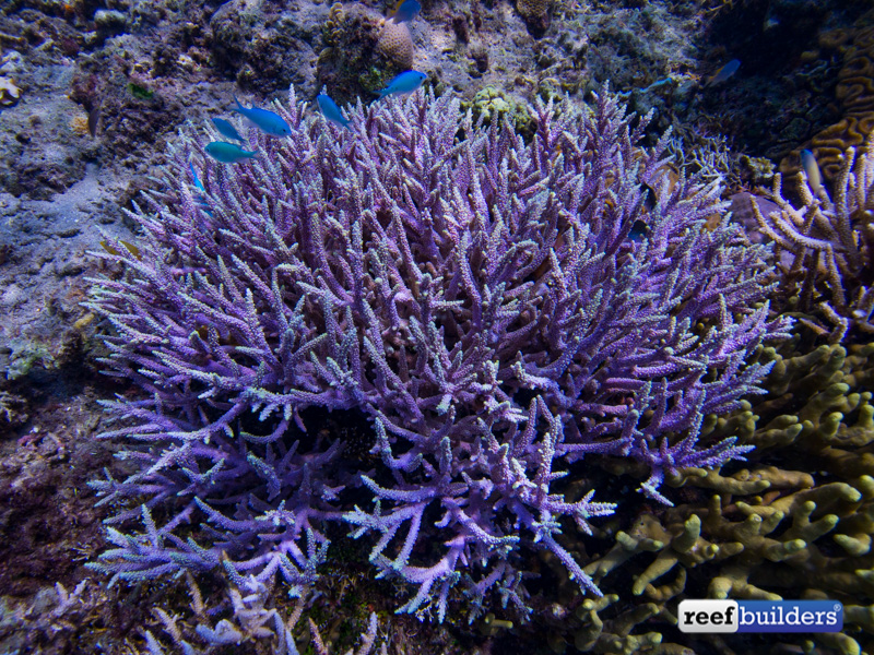 Acropora horrida wows us with a green tip version | Reef Builders | The ...
