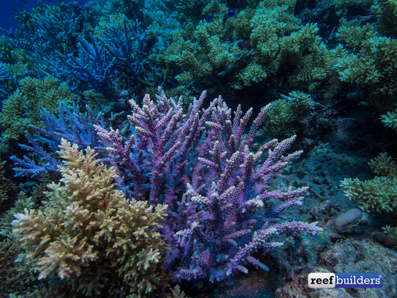 Acropora horrida wows us with a green tip version | Reef Builders | The ...