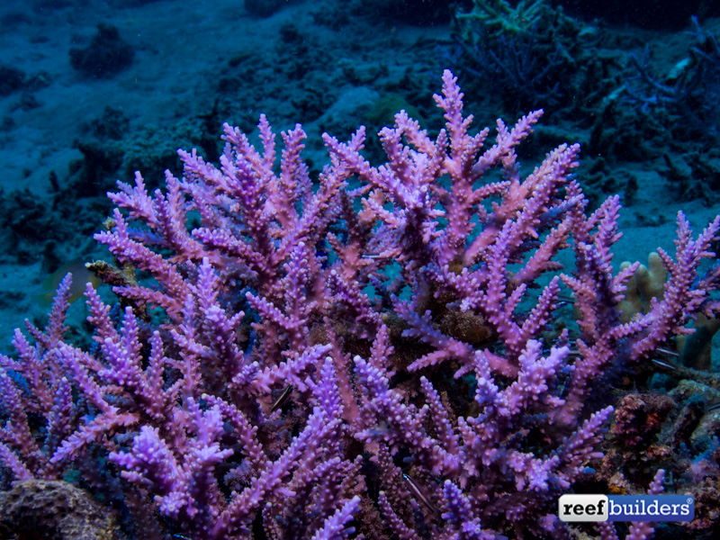 Acropora horrida wows us with a green tip version | Reef Builders | The ...