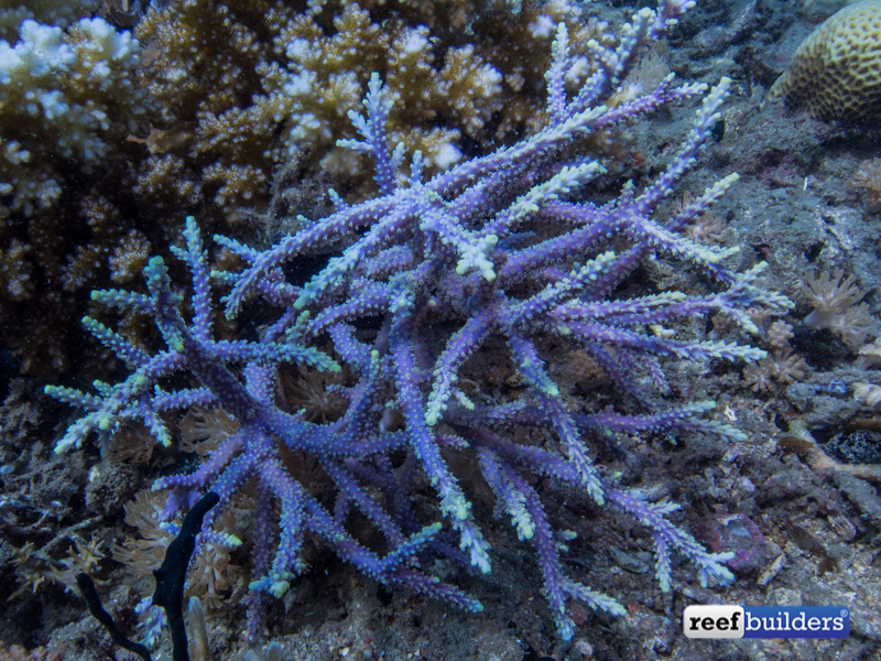 Acropora horrida wows us with a green tip version | Reef Builders | The ...