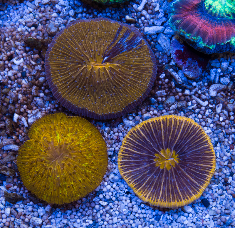 Fluorescent Friday: Cycloseris edition | Reef Builders | The Reef and ...