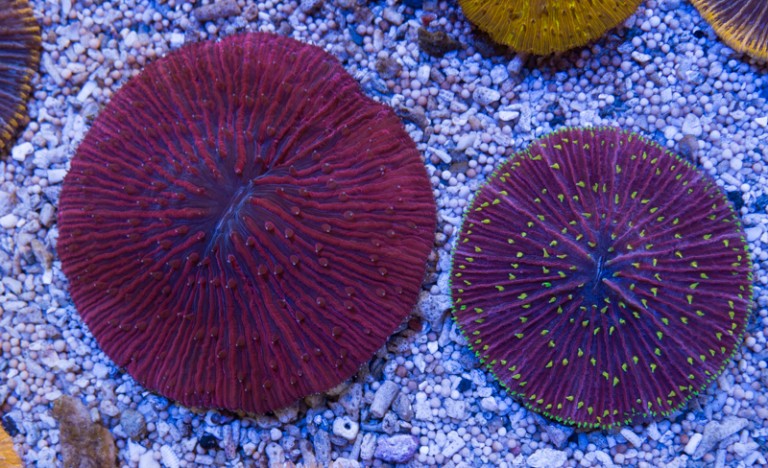 Fluorescent Friday: Cycloseris edition | Reef Builders | The Reef and ...