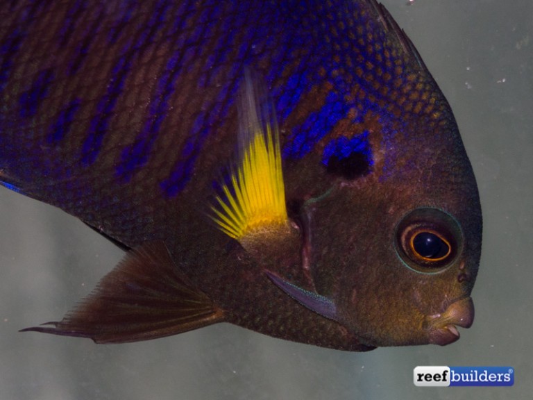 Centropyge flavipectoralis, the hidden beauty of the yellow fin ...