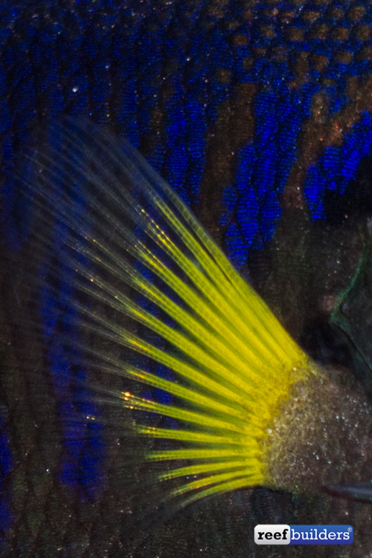 Centropyge flavipectoralis, the hidden beauty of the yellow fin ...