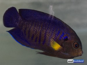 Sea Dwelling’s Yellowfin Angelfish Looks Like He’s Been In A Few Brawls ...