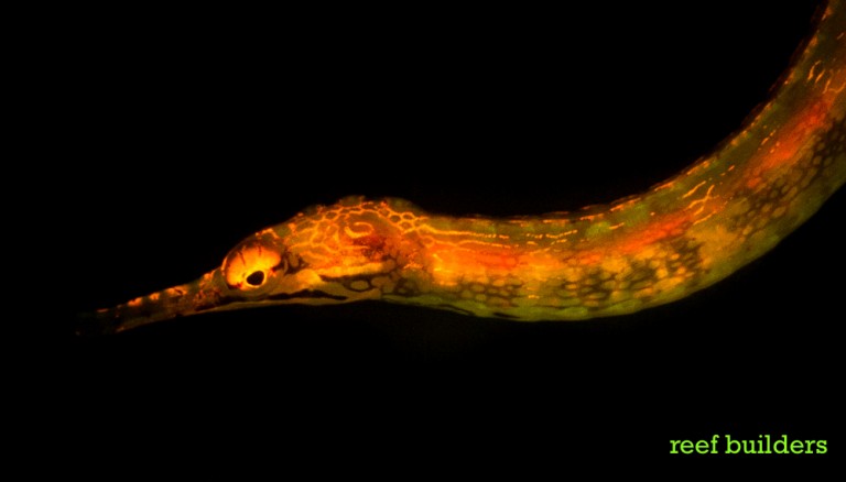 Fluorescent Friday - Reef fish edition | Reef Builders | The Reef and ...