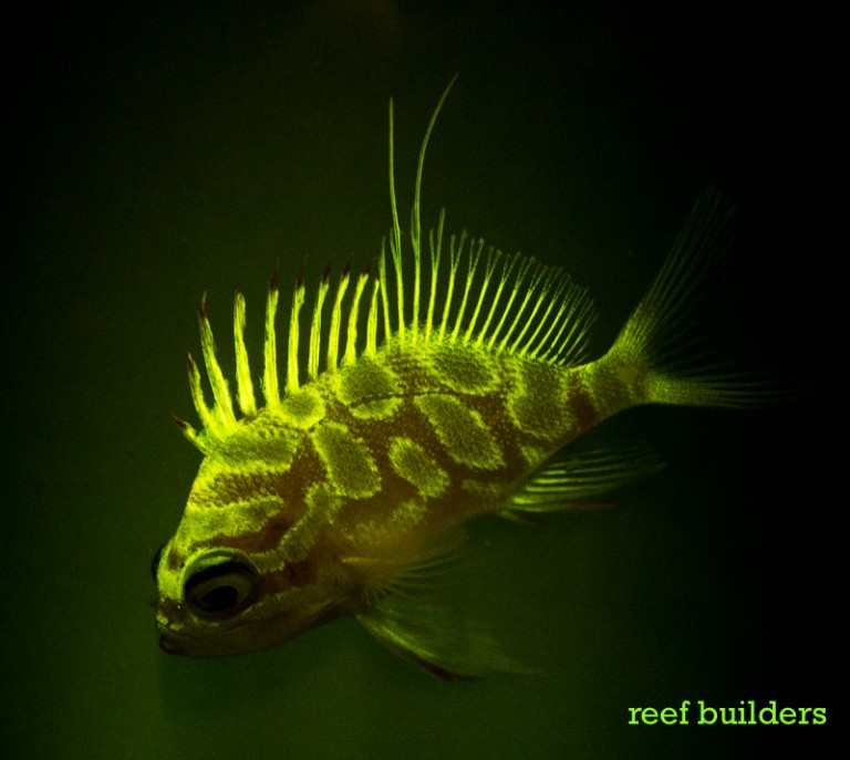Fluorescent Friday - Reef fish edition | Reef Builders | The Reef and ...