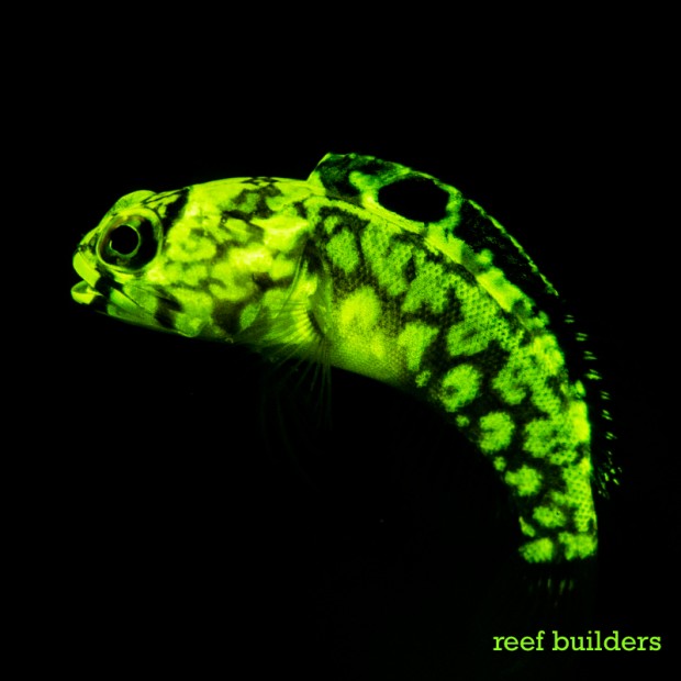Fluorescent Friday - Reef fish edition | Reef Builders | The Reef and ...