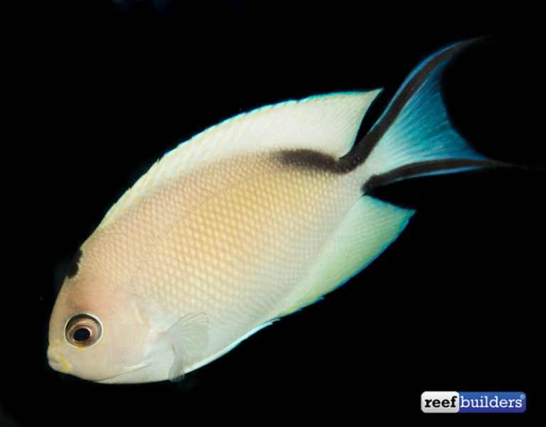 Indian Ocean zebra angelfish found in Central Indonesia! | Reef ...