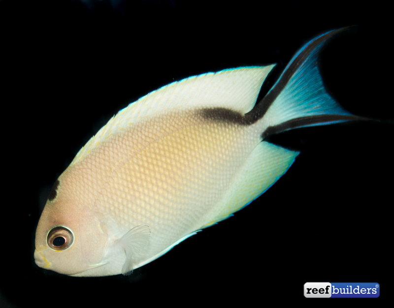 Indian Ocean zebra angelfish found in Central Indonesia! | Reef ...