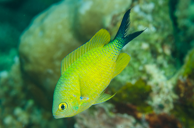 The wild color change of spawning green chromis | Reef Builders | The ...