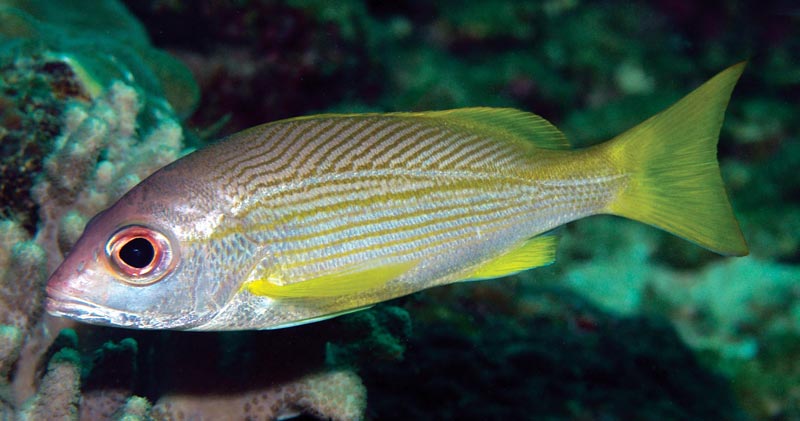 Lutjanus xanthopinnis, a new snapper species described from the Indo ...