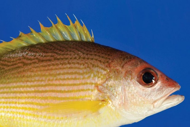Lutjanus xanthopinnis, a new snapper species described from the Indo ...