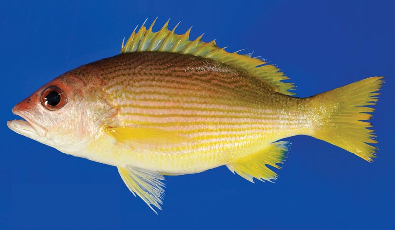 Lutjanus xanthopinnis, a new snapper species described from the Indo ...