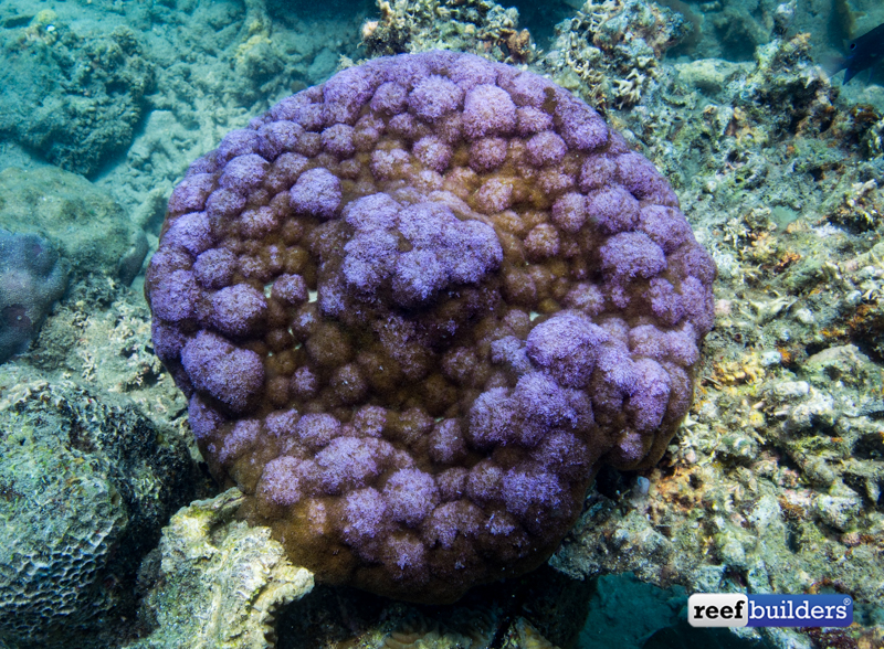 Mimic anemone discovered immitating boulder porites | Reef Builders ...