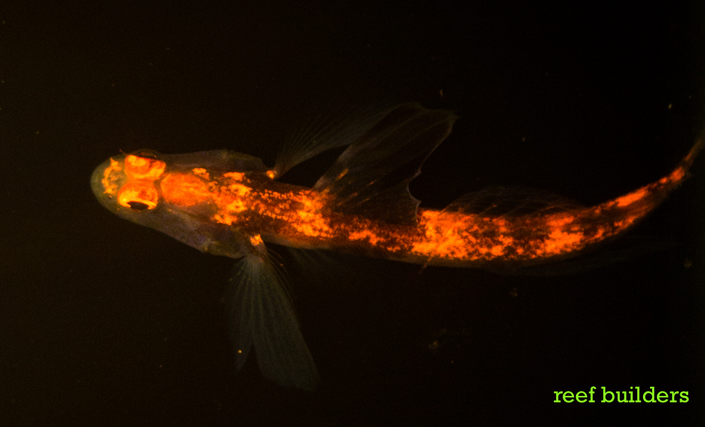 Fluorescent Friday - Reef fish edition | Reef Builders | The Reef and ...