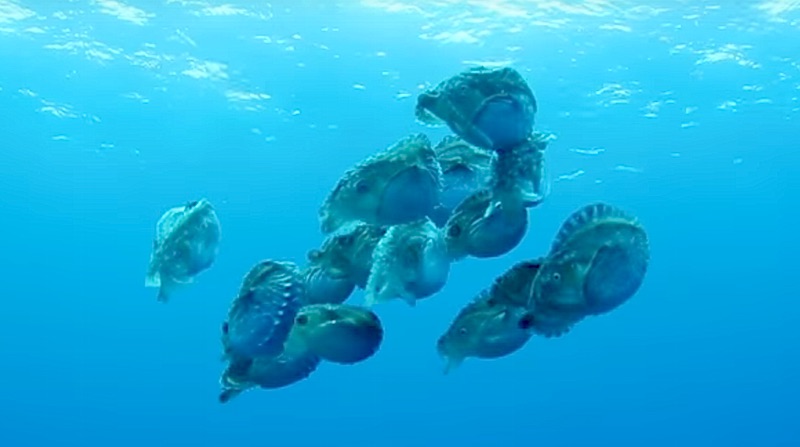 Group of Paper Nautilus in California documented on video | Reef ...