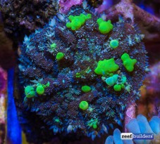Bounce Shrooms all start out as really nice Rhodactis | Reef Builders ...