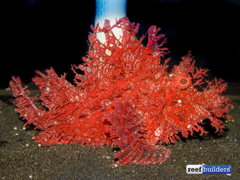 Fabulous frogfish and crimson Rhinopias appear at Bali Aquarium | Reef ...