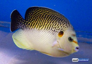 Tiger Angelfish makes American aquarium debut at Pacific Aqua Farms ...