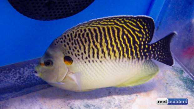 Tiger Angelfish makes American aquarium debut at Pacific Aqua Farms ...