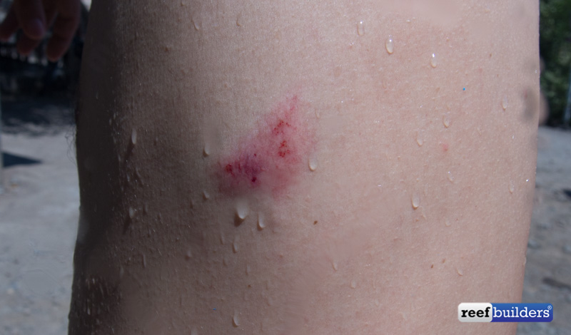 Titan Triggers are NOT to be messed with! | Reef Builders | The Reef ...