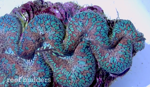 Teardrop clams from around the world | Reef Builders | The Reef and ...