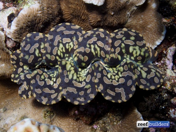 Teardrop clams from around the world | Reef Builders | The Reef and Saltwater Aquarium Blog