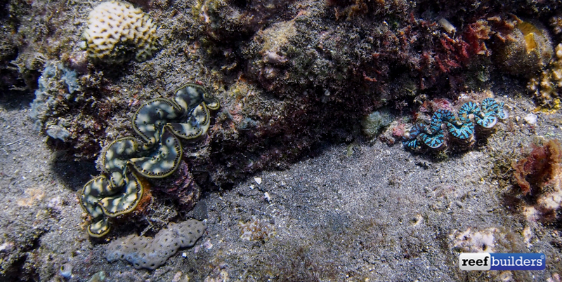 Teardrop clams from around the world | Reef Builders | The Reef and ...