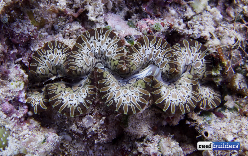 Teardrop clams from around the world | Reef Builders | The Reef and ...