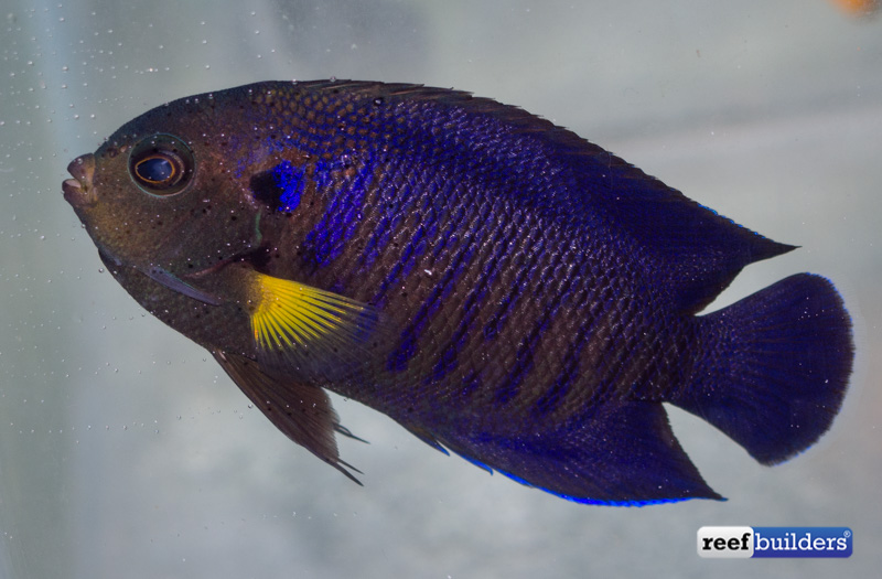 Centropyge flavipectoralis, the hidden beauty of the yellow fin ...