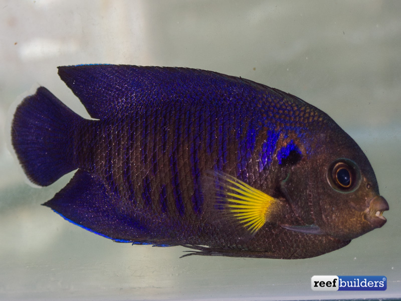 Centropyge flavipectoralis, the hidden beauty of the yellow fin ...