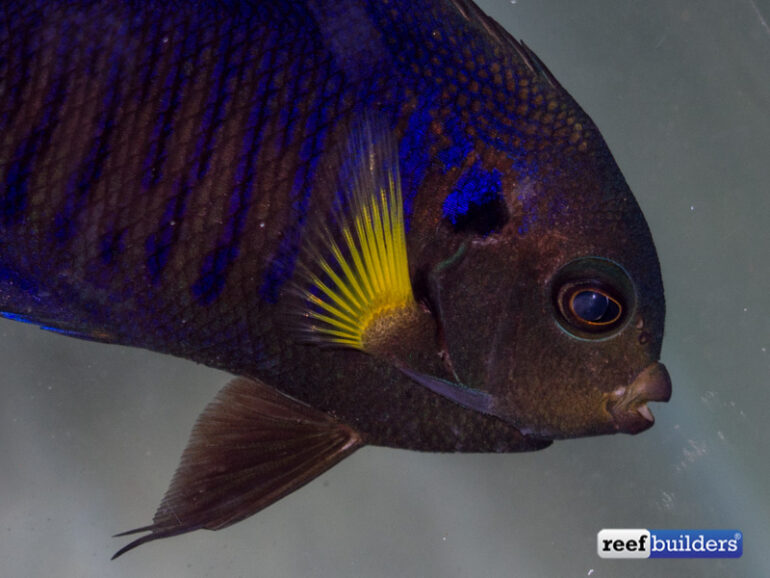 Centropyge flavipectoralis, the hidden beauty of the yellow fin ...