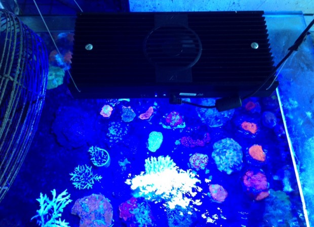 Reefbuilders Indonesia Travelogue - How corals get from Farm to Tank ...