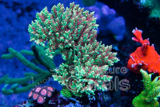 The madness of Photoshop corals | Reef Builders | The Reef and ...